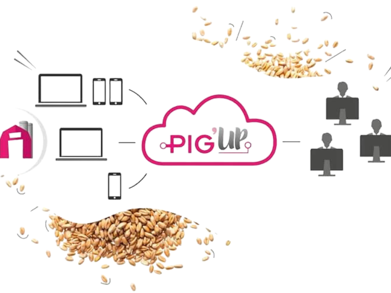 Pig'UP logiciel de gestion d'élevage porcin - SIGA